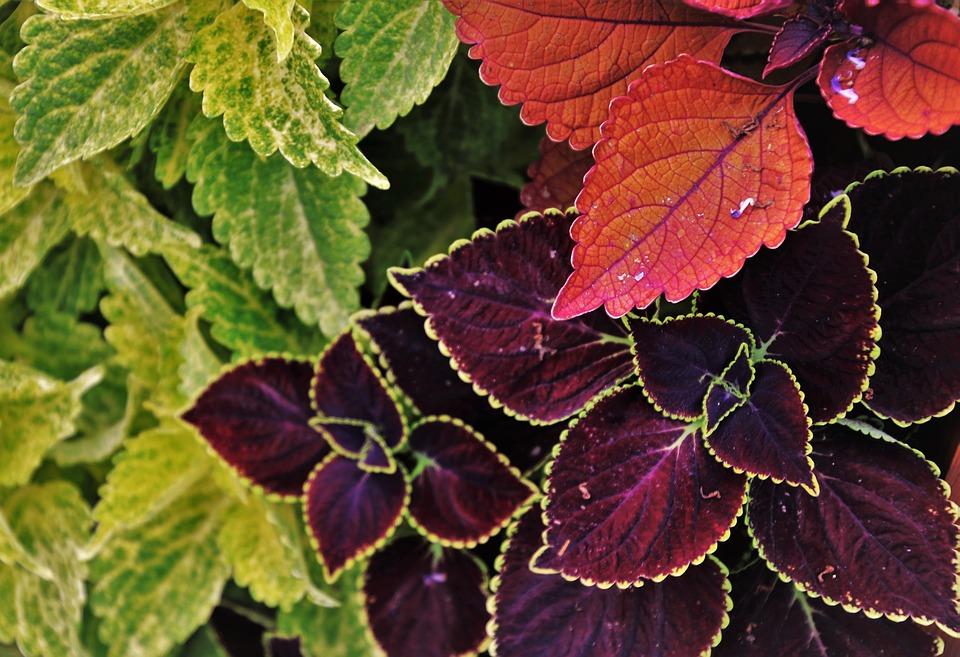 Coleus Adds Easy Color to Your Landscape and Garden | Whitehouse ...