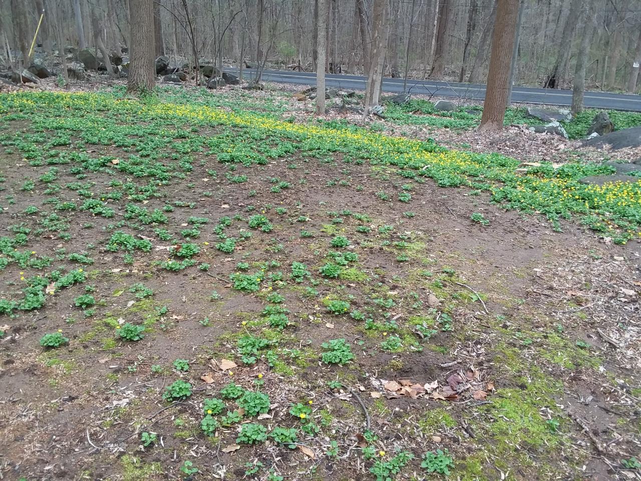 Lesser Celandine or Fig Buttercup is a Nasty, Invasive Weed ...