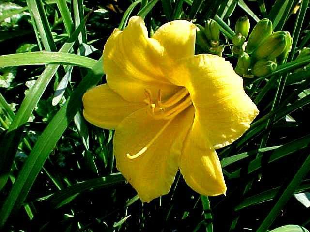 Stella Daylily, Stella de Oro - A Perennial Workhorse | Whitehouse ...