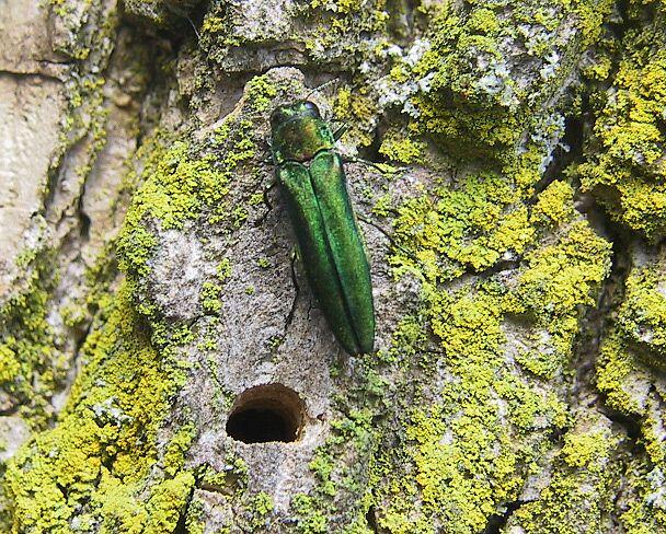 Be on the Look-Out for Emerald Ash Borer | Whitehouse Landscaping