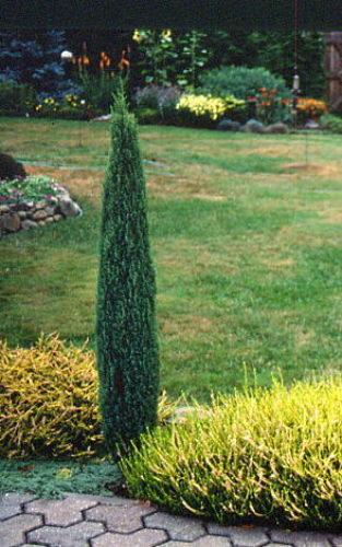 6 Compact Evergreen Shrubs for Your Yard | Whitehouse Landscaping