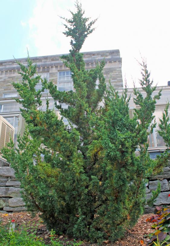 2019 Gold Medal Plant Winners from Pennsylvania Horticultural Society ...