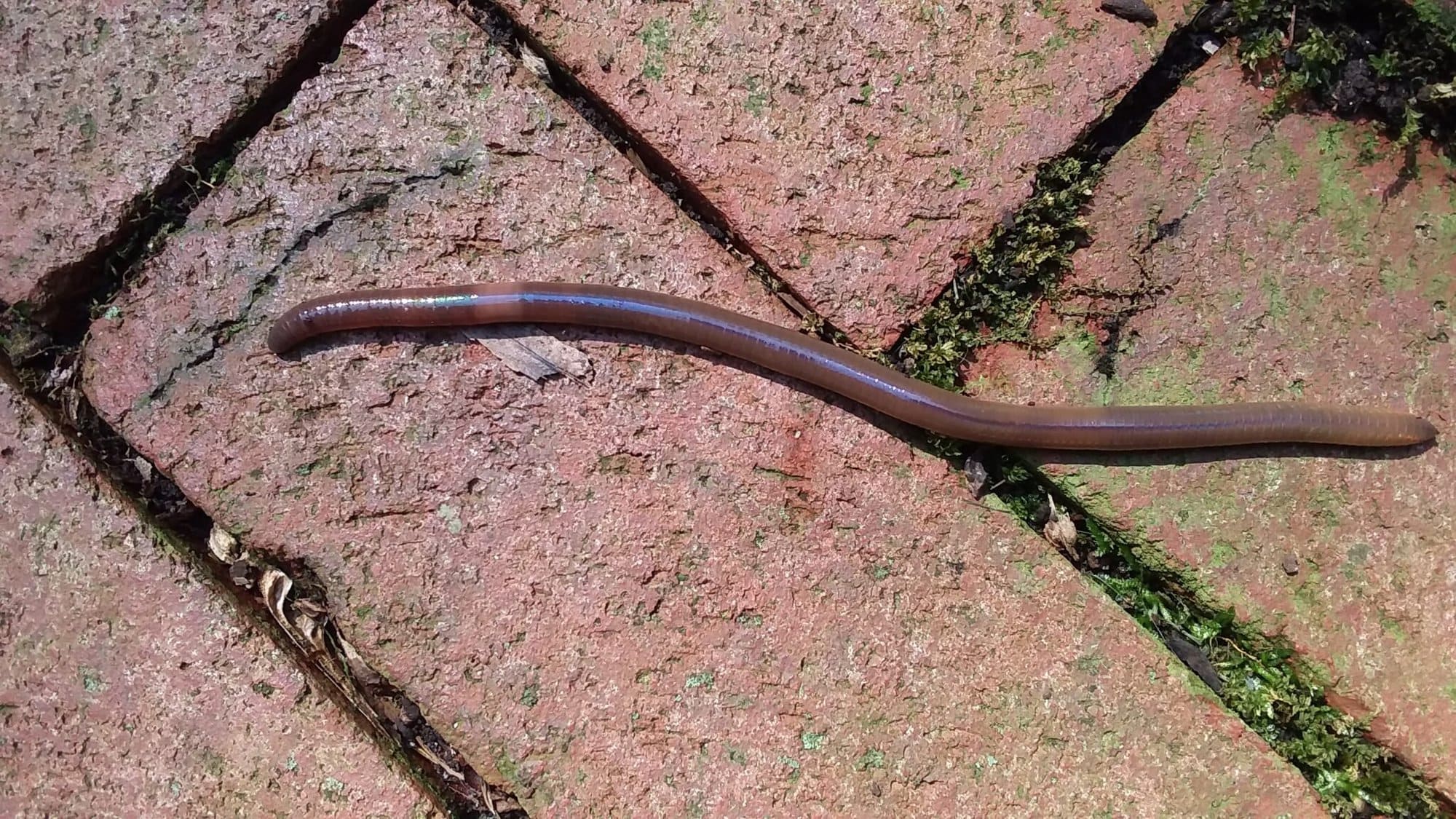 Watch Out for Asian Jumping Earthworms! - Whitehouse Landscaping