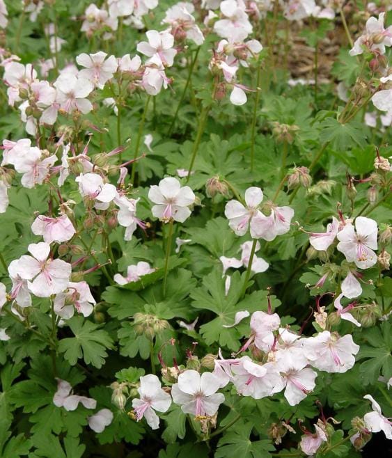 2020 Gold Medal Winners from the Pennsylvania Horticultural Society ...