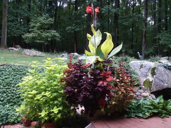 Coleus Adds Easy Color to Your Landscape and Garden | Whitehouse ...