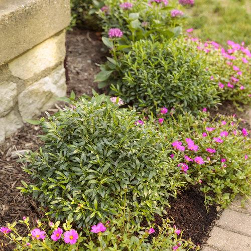 6 Compact Evergreen Shrubs for Your Yard | Whitehouse Landscaping