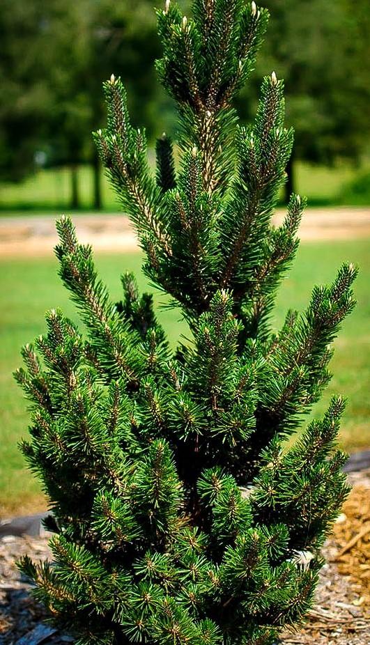 6 Compact Evergreen Shrubs for Your Yard | Whitehouse Landscaping