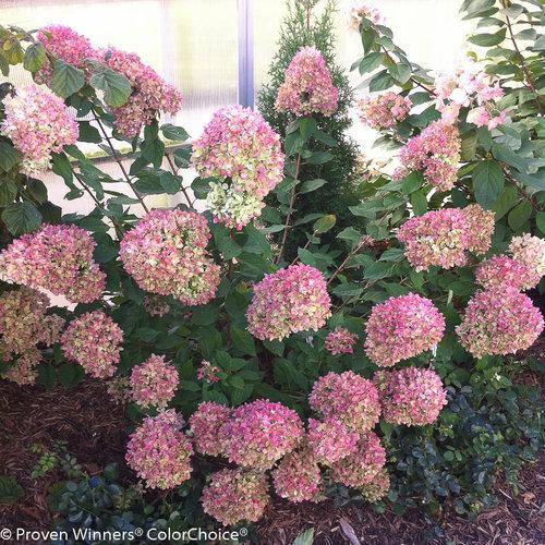 All about Hydrangeas and Choosing One for Your Yard | Whitehouse ...