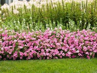 Plant Supertunias for a Super Garden Hit | Whitehouse Landscaping