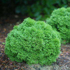 A Dwarf Arborvitae for Small Gardens – Tater Tot Arborvitae ...
