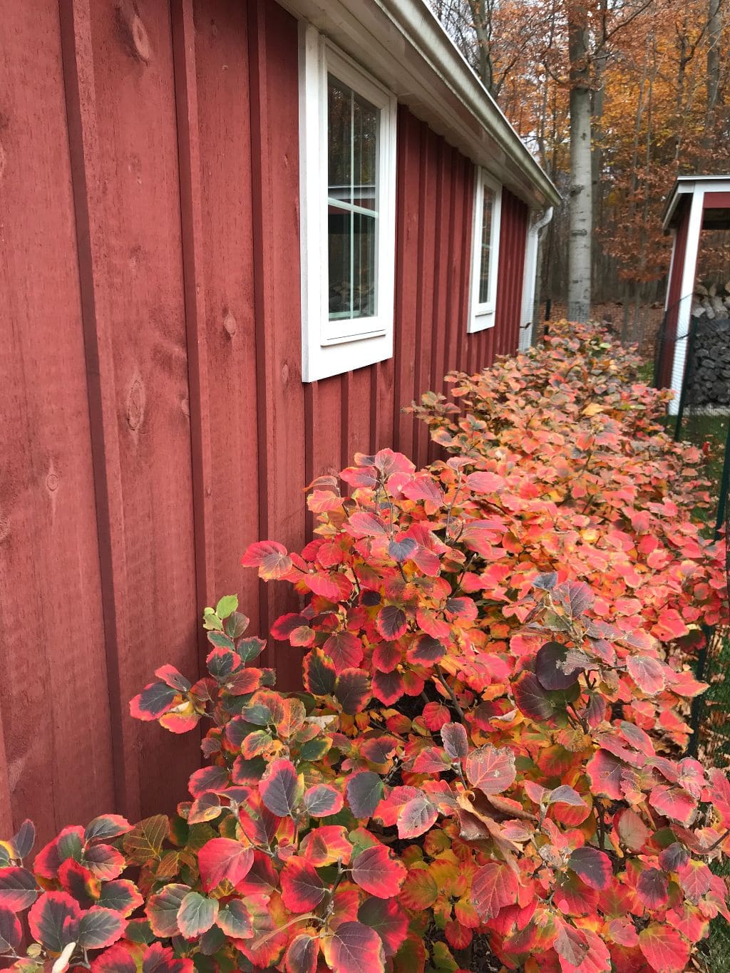 Fothergilla - A Shrub for All Seasons | Whitehouse Landscaping
