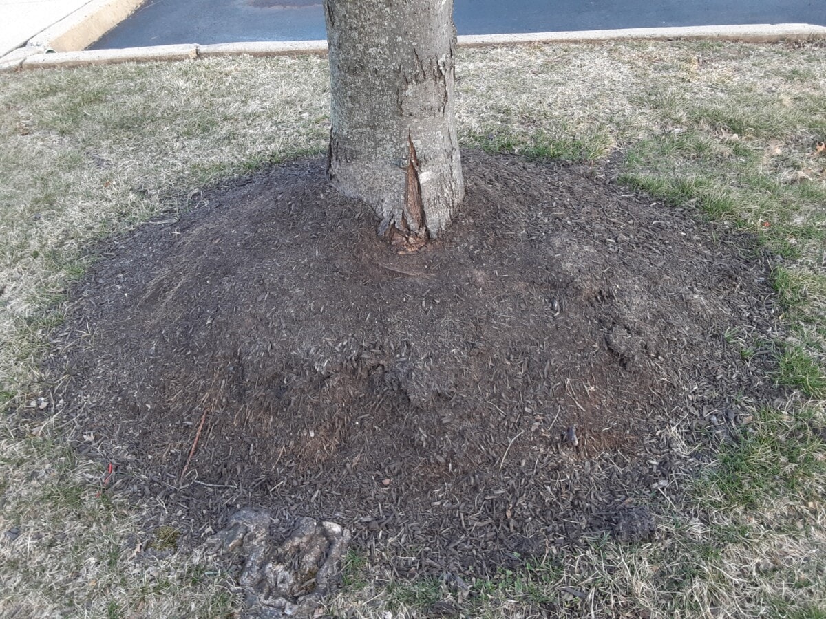 Air Spading - Good for Tree Health - Whitehouse Landscaping