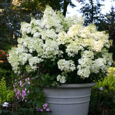 Dwarf Hydrangeas for Small Gardens or Containers - Whitehouse Landscaping