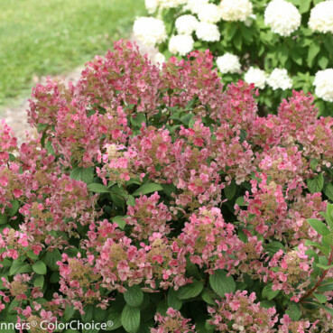 Dwarf Hydrangeas for Small Gardens or Containers - Whitehouse Landscaping